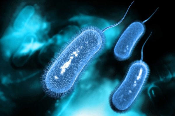 Magsår och Helicobacter pylori (IgG) testet | Medisera Health